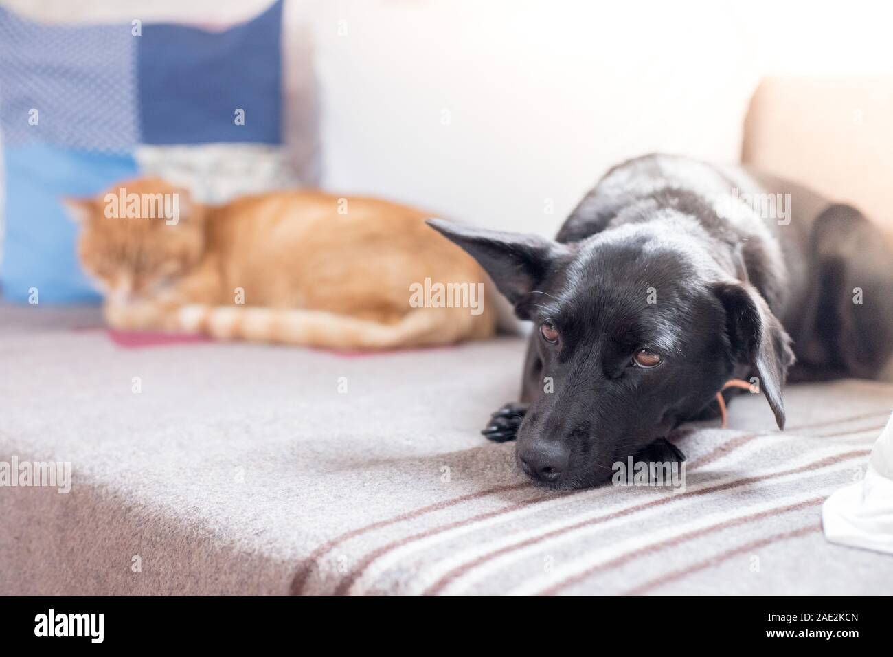 Cute black little dog and tabby cat are relaxing on the sofa at home ...