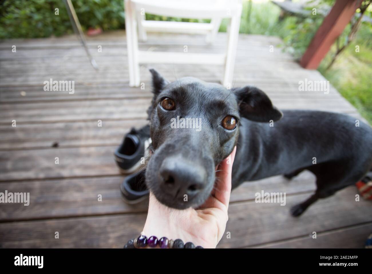Curious black little dog waiting on outdoors in the garden Stock Photo ...
