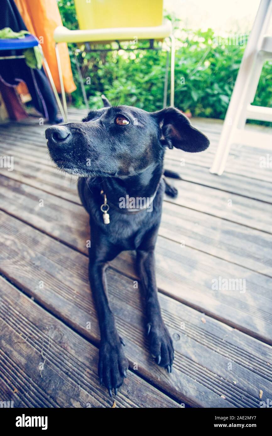 Curious black little dog waiting on outdoors in the garden Stock Photo ...
