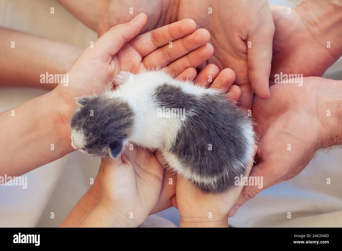 Cat holding human hand hi-res stock photography and images - Alamy