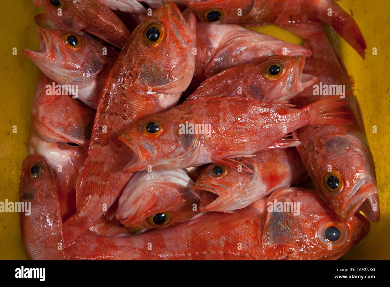Rosefish High Resolution Stock Photography and Images - Alamy