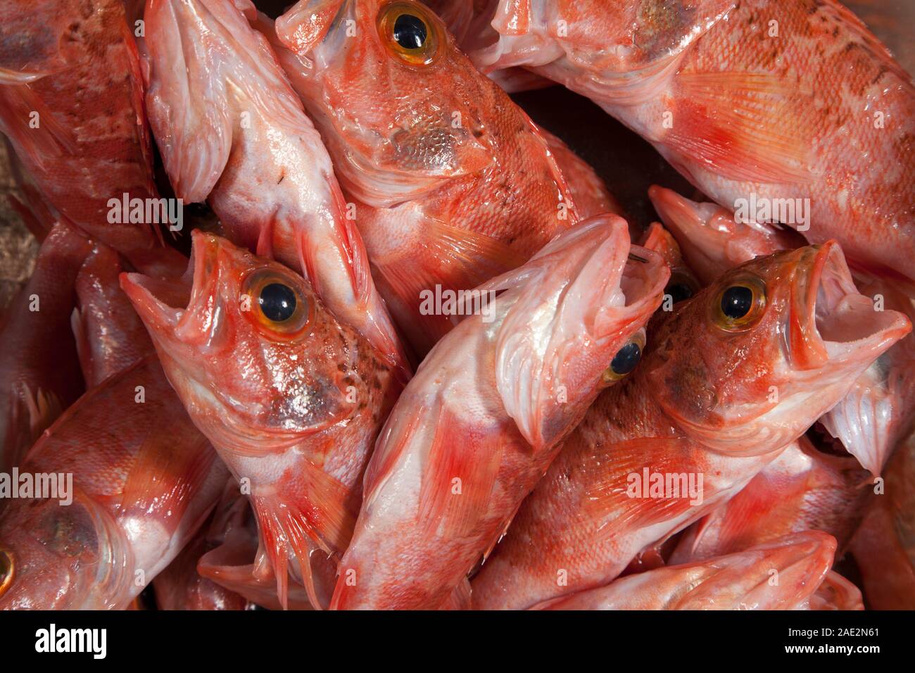 Dactylopterus High Resolution Stock Photography and Images - Alamy
