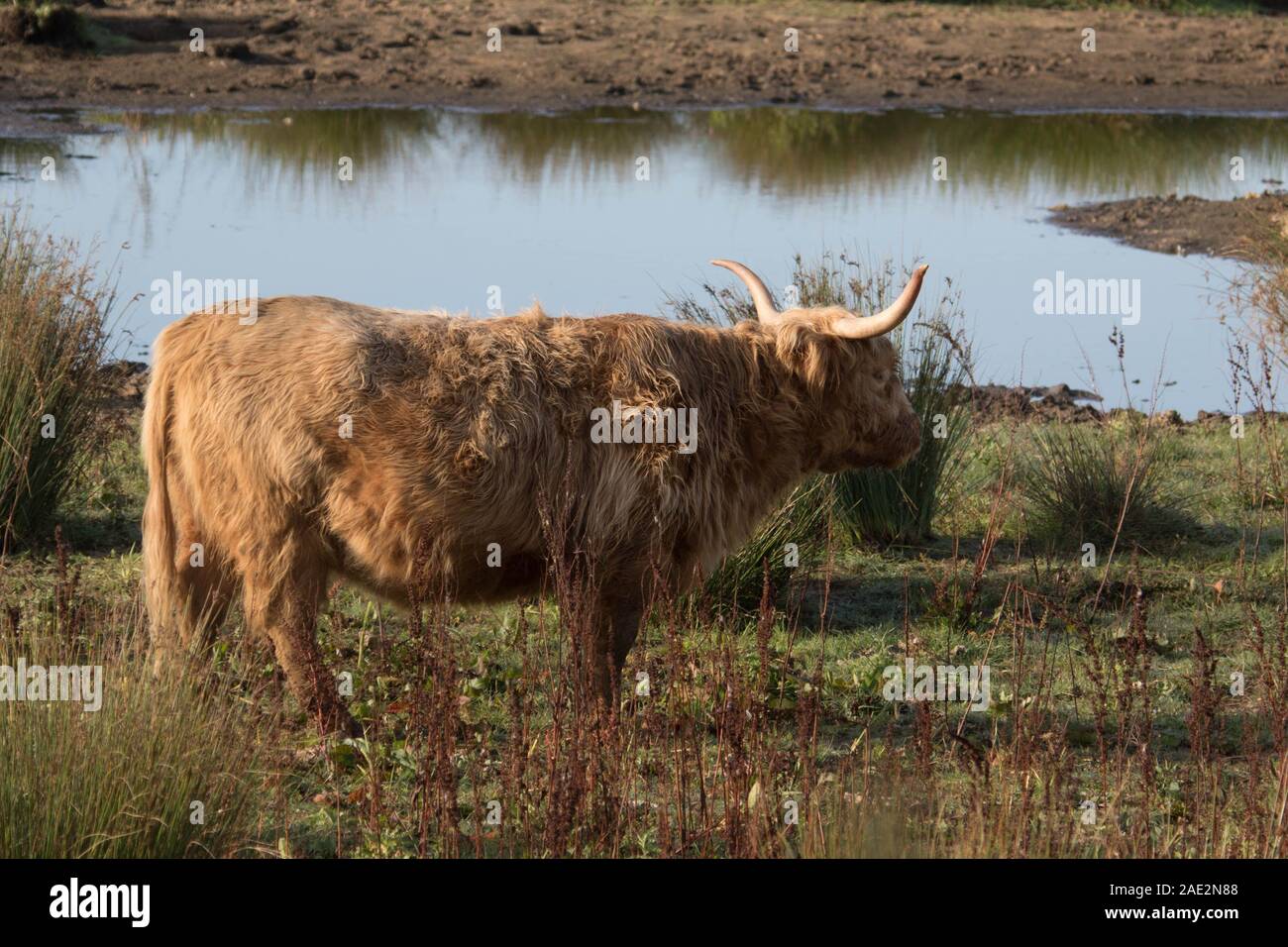 Cow with long hair hi-res stock photography and images - Alamy