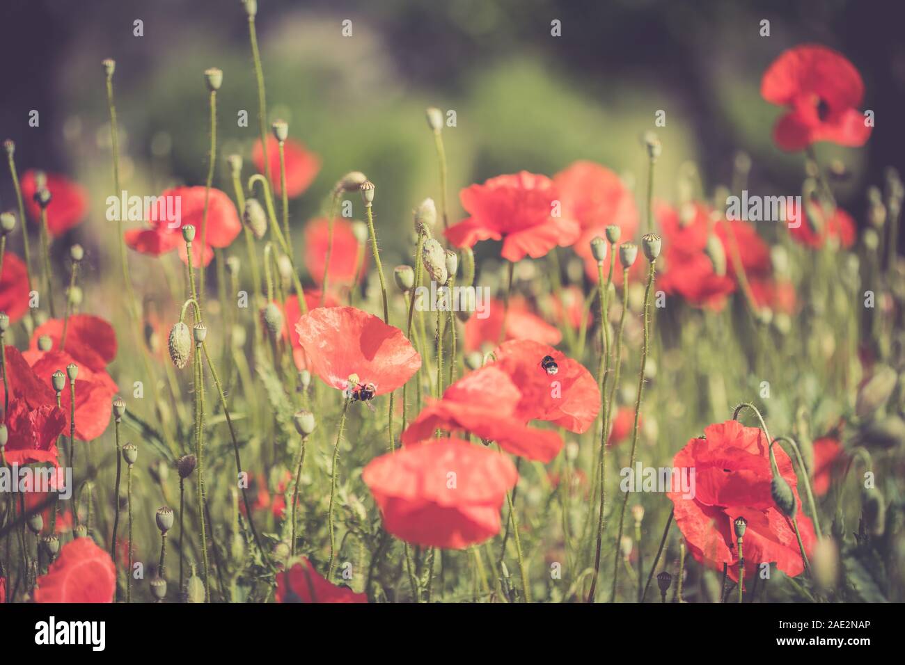 Red poppy seed, close up picture, summer time Stock Photo - Alamy