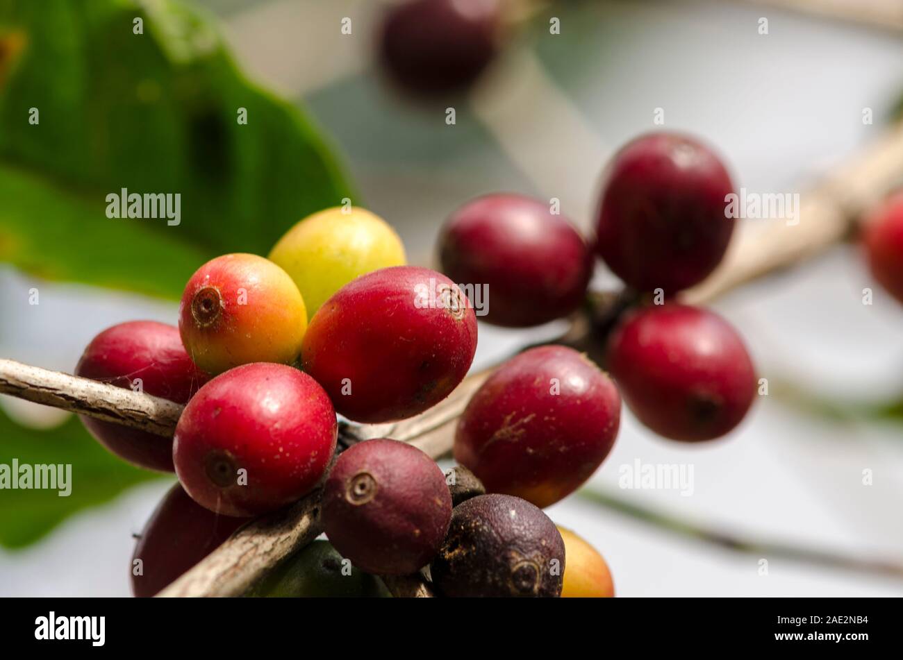 colored coffee berries on the coffee tree in brazil Stock Photo - Alamy