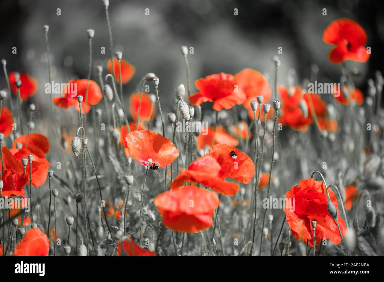 Red poppy seed, close up picture, summer time Stock Photo - Alamy