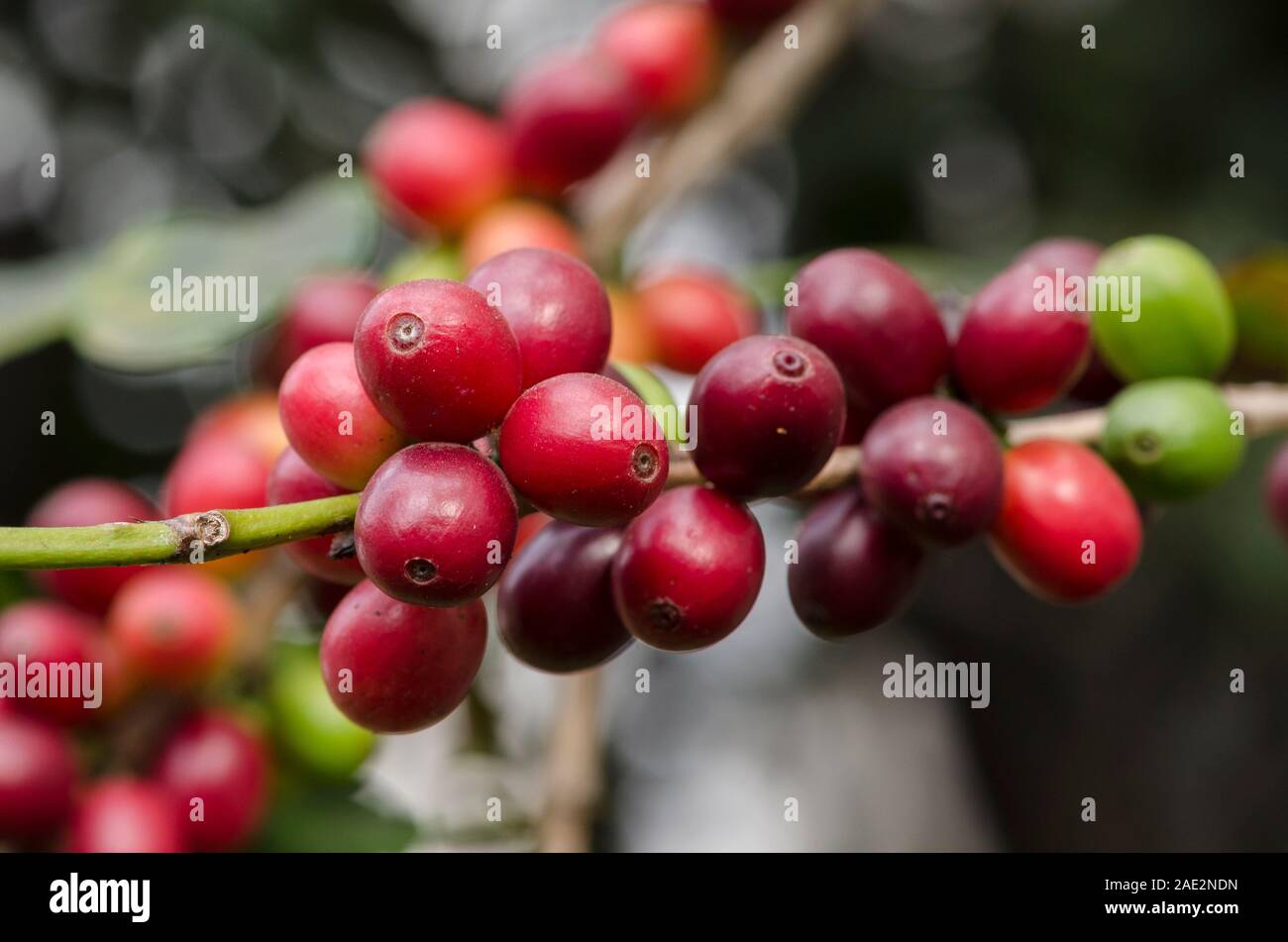 colored coffee berries on the coffee tree in brazil Stock Photo - Alamy