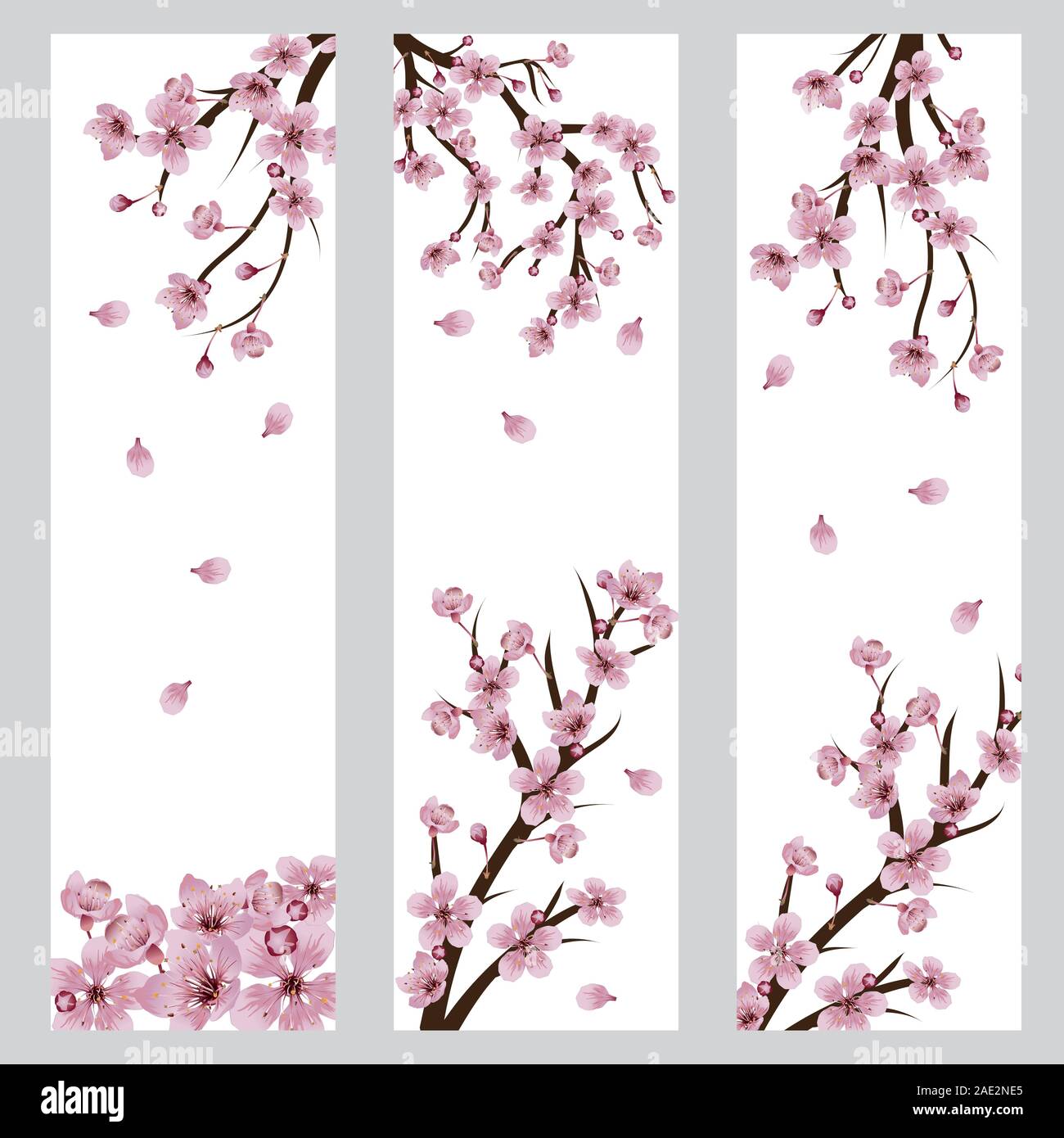 Spring themed banner with Sakura, cherry blossoms Stock Vector Image ...