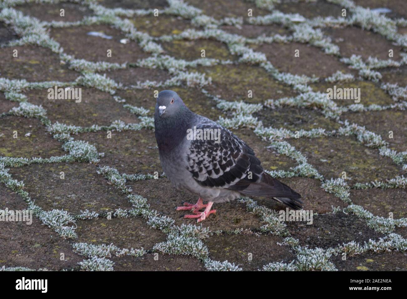 Ferel pigeon hi-res stock photography and images - Alamy