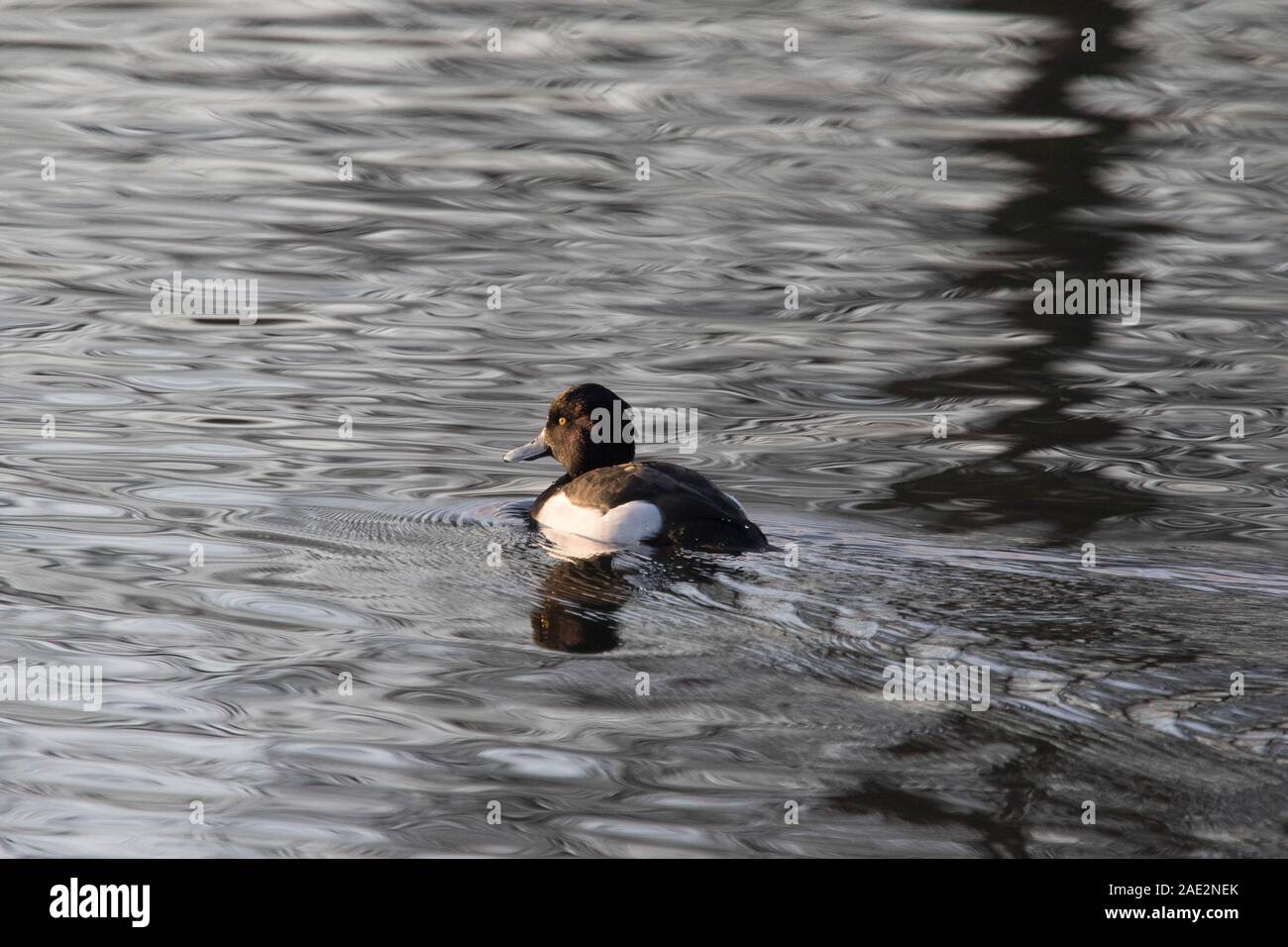 Tufted duck photo hi-res stock photography and images - Alamy