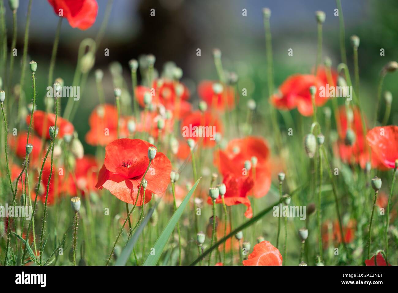 Red poppy seed, close up picture, summer time Stock Photo - Alamy