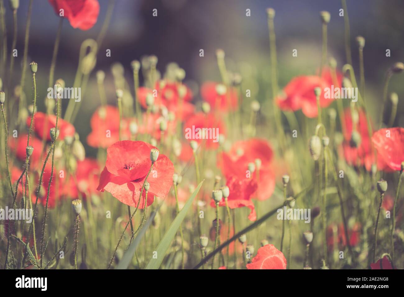 Red poppy seed, close up picture, summer time Stock Photo - Alamy