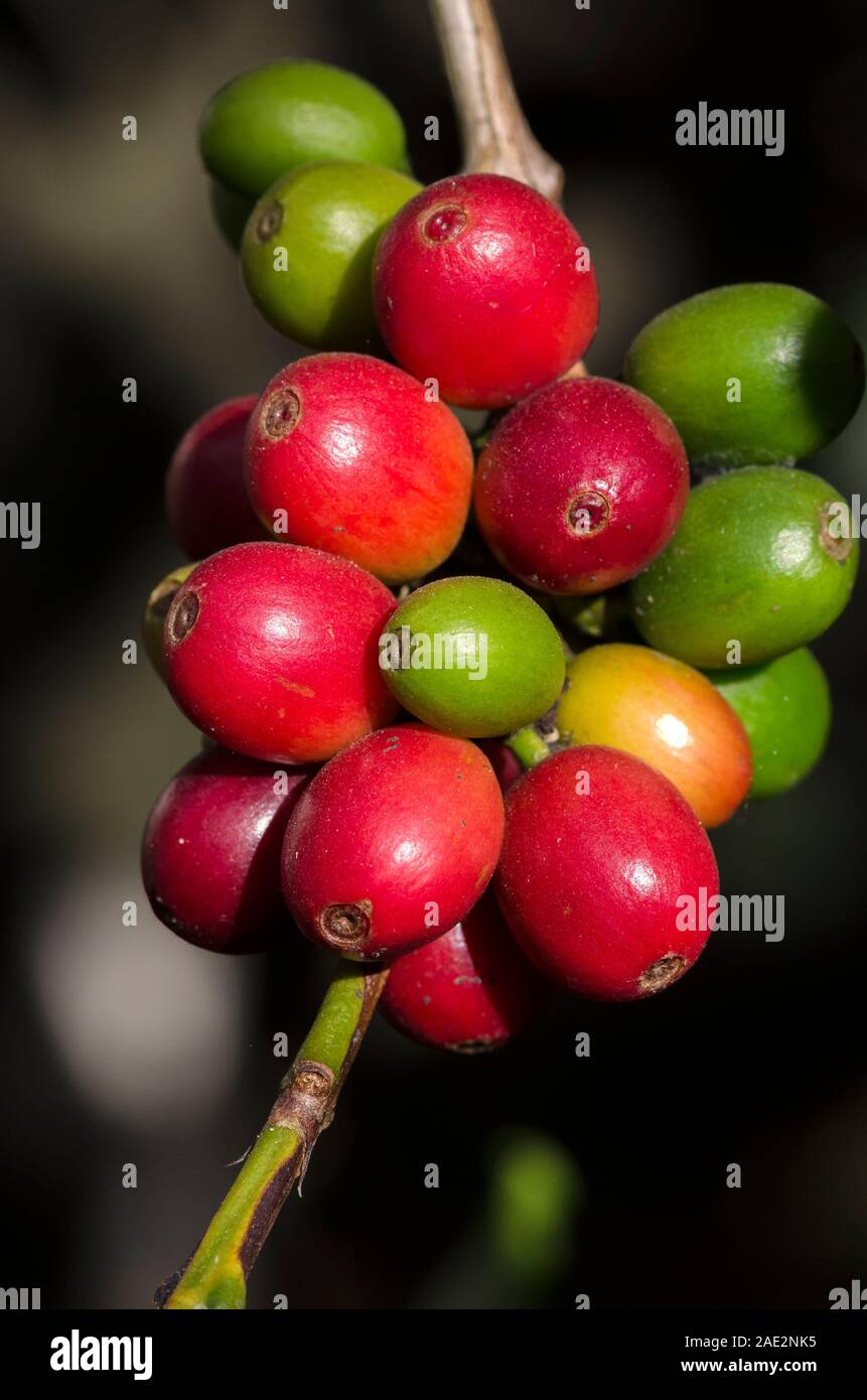 colored coffee berries on the coffee tree in brazil Stock Photo - Alamy