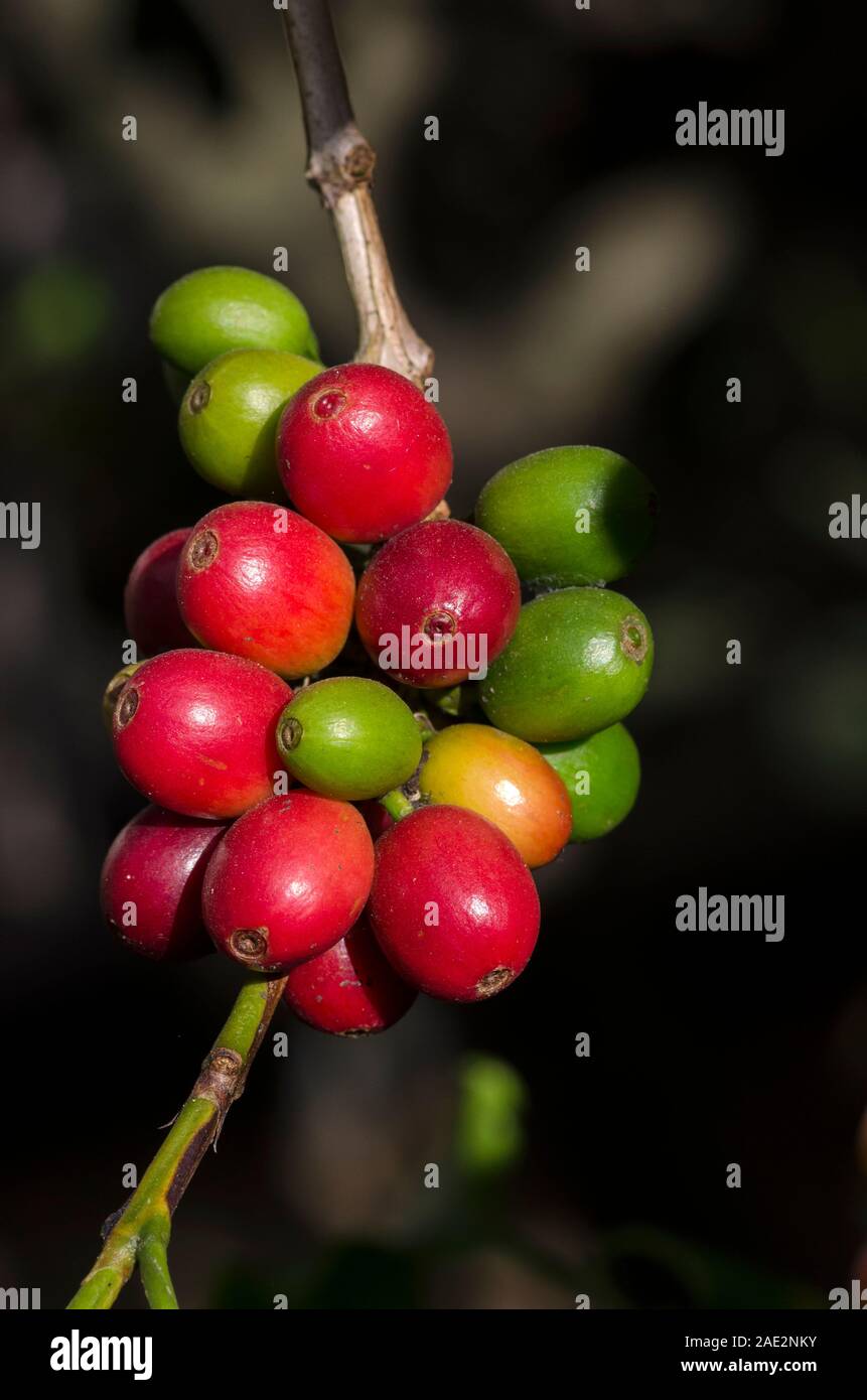 colored coffee berries on the coffee tree in brazil Stock Photo - Alamy