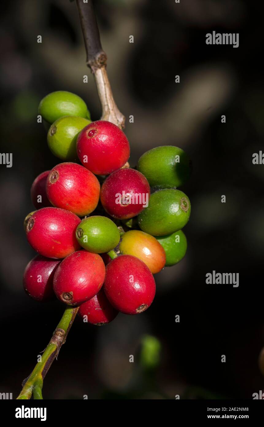 colored coffee berries on the coffee tree in brazil Stock Photo - Alamy