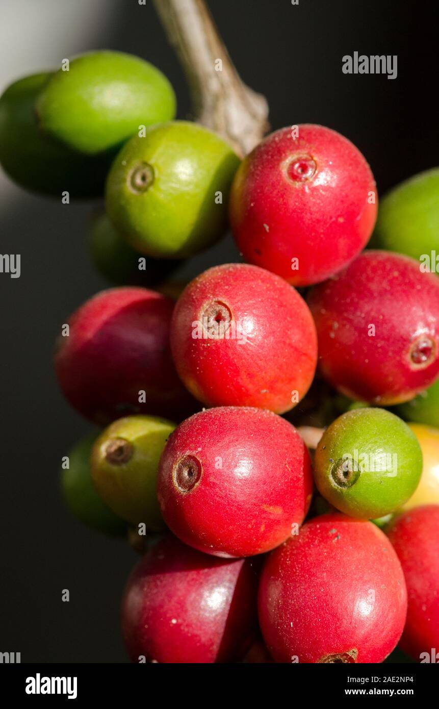 colored coffee berries on the coffee tree in brazil Stock Photo - Alamy