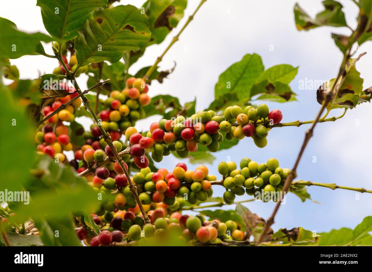 colored coffee berries on the coffee tree in brazil Stock Photo - Alamy