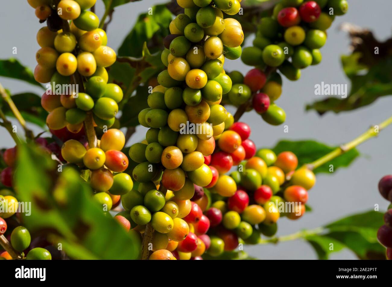 Grape tree brazil hi-res stock photography and images - Alamy