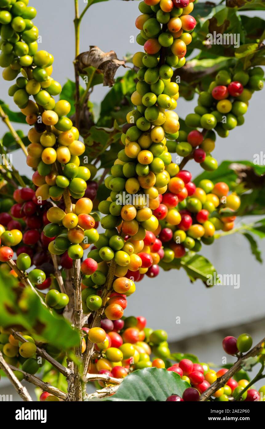 colored coffee berries on the coffee tree in brazil Stock Photo - Alamy
