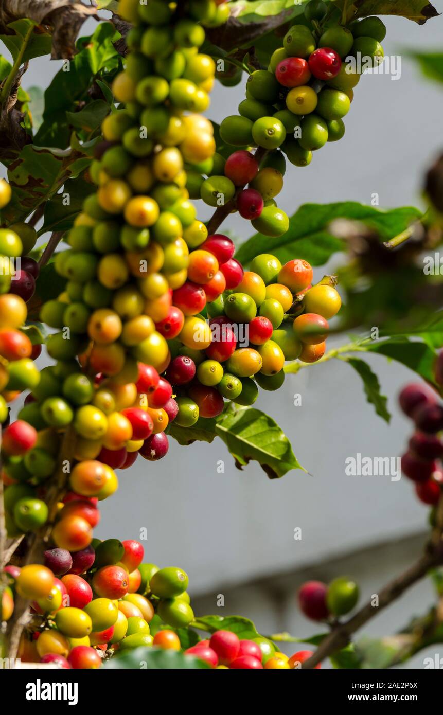 colored coffee berries on the coffee tree in brazil Stock Photo - Alamy