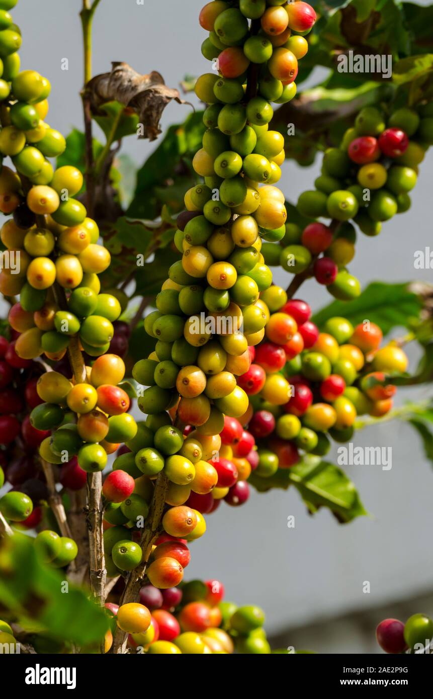 colored coffee berries on the coffee tree in brazil Stock Photo - Alamy
