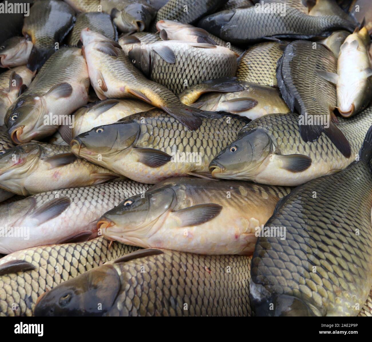 Fresh fish Carp. Catch of carp fishes Stock Photo - Alamy