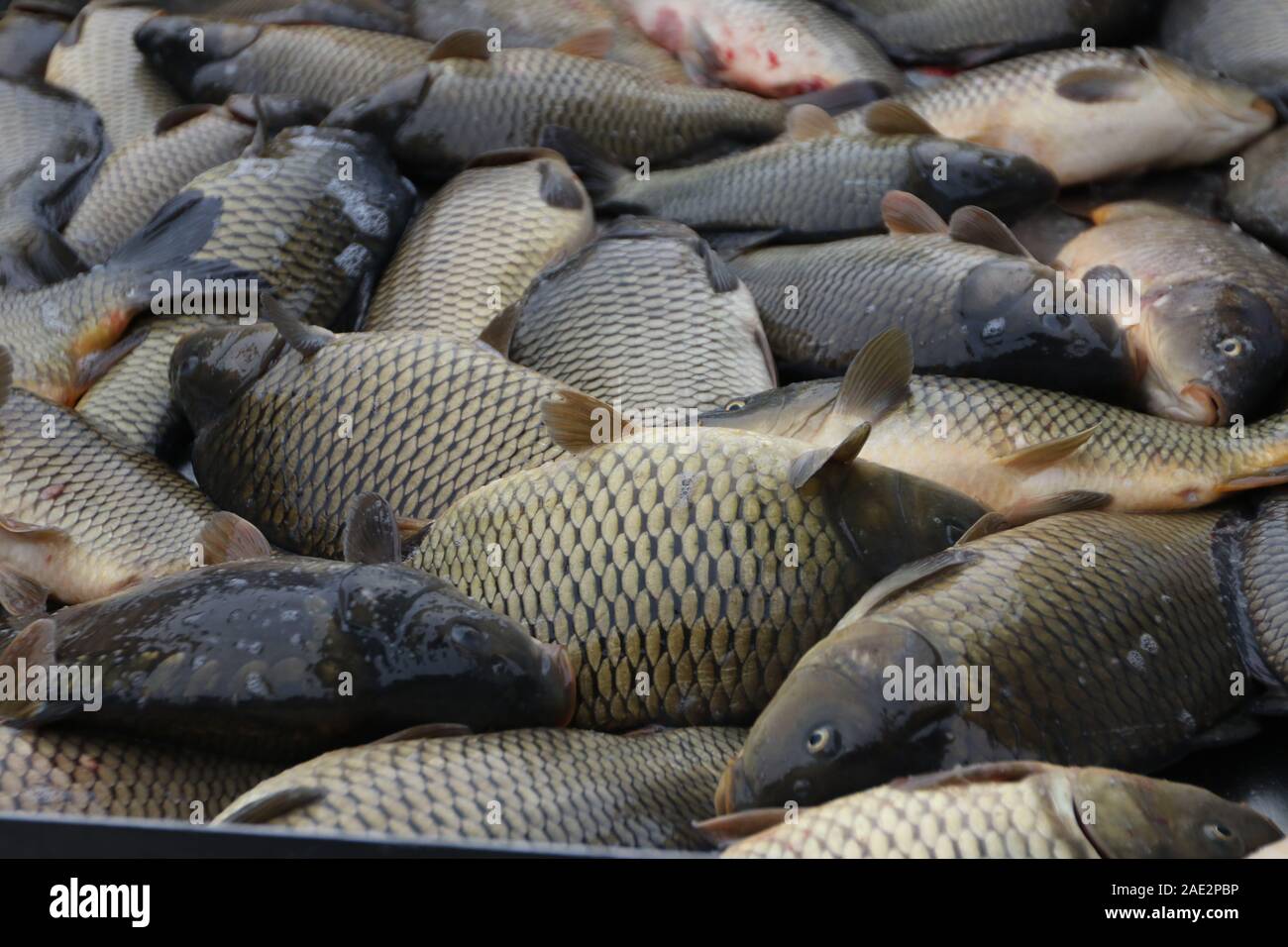 Fresh fish Carp. Catch of carp fishes Stock Photo - Alamy