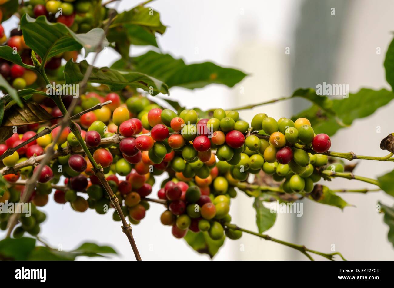 colored coffee berries on the coffee tree in brazil Stock Photo - Alamy