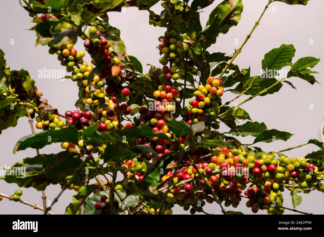 colored coffee berries on the coffee tree in brazil Stock Photo - Alamy