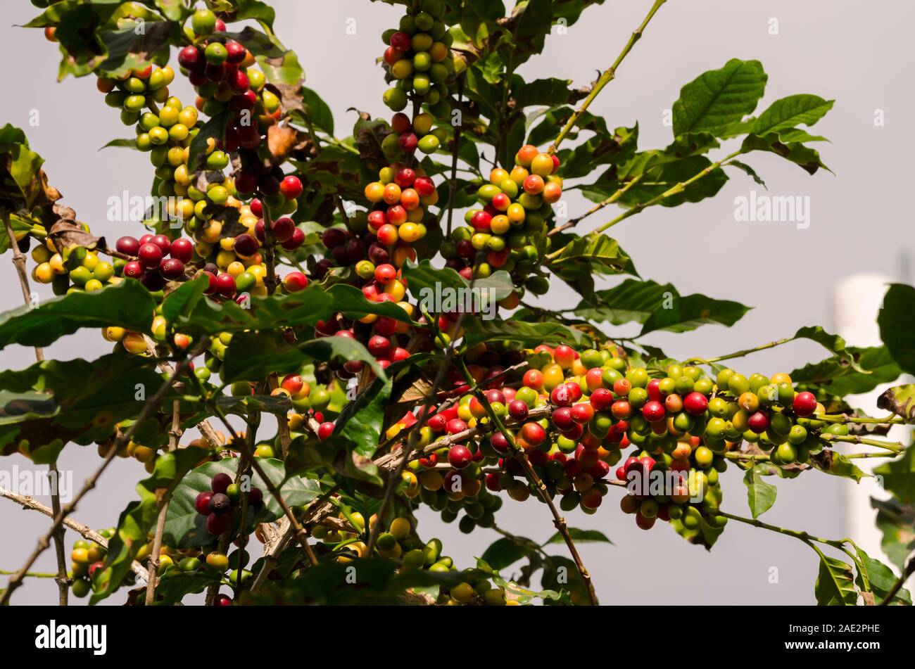 colored coffee berries on the coffee tree in brazil Stock Photo - Alamy