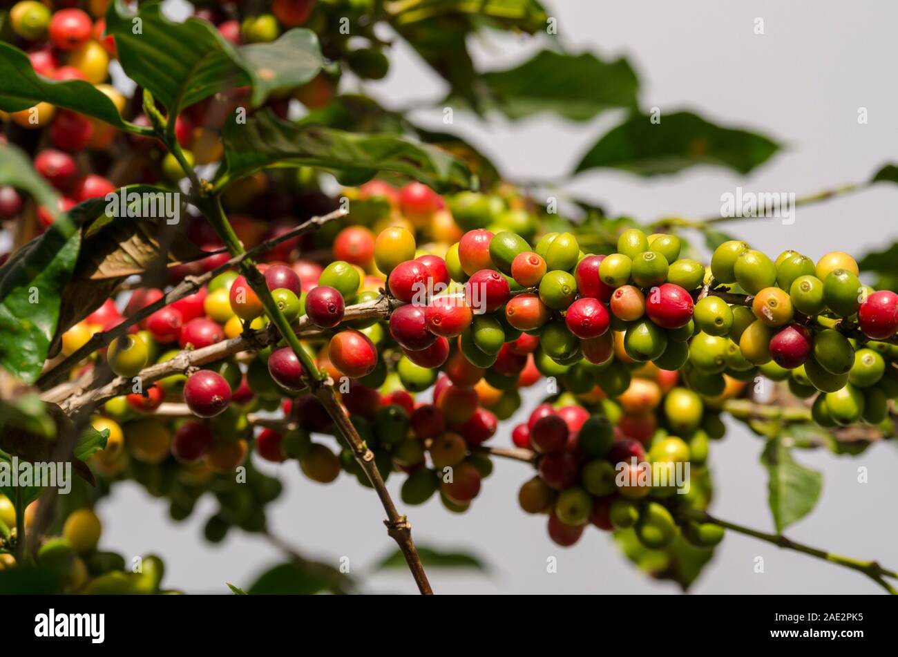 colored coffee berries on the coffee tree in brazil Stock Photo - Alamy