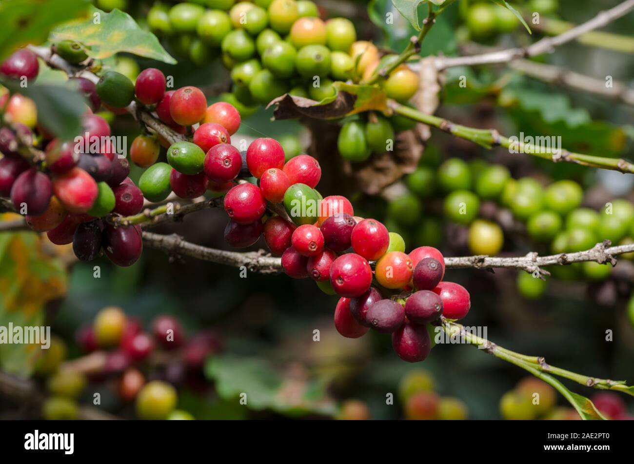 colored coffee berries on the coffee tree in brazil Stock Photo - Alamy