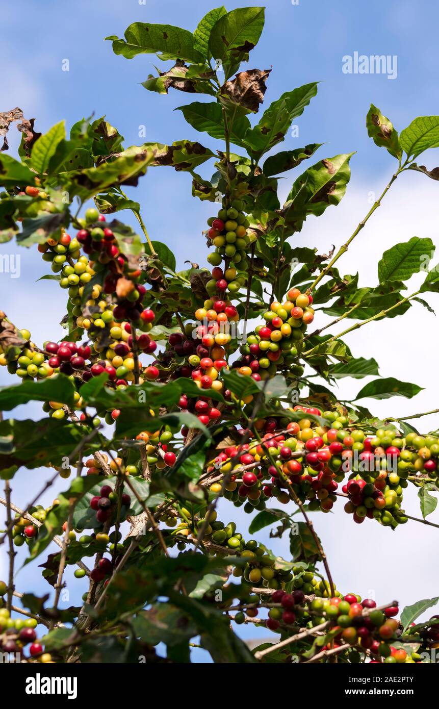 Coffee colored leaves hi-res stock photography and images - Alamy
