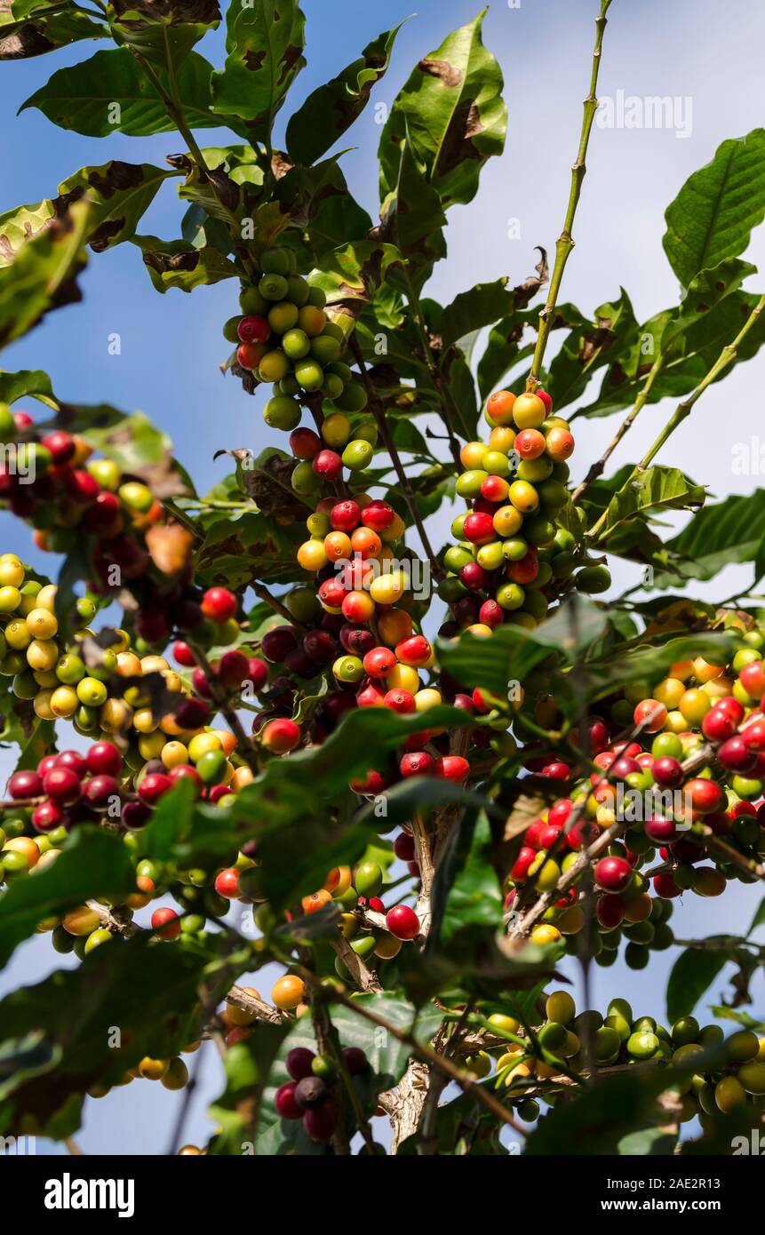 Grape tree brazil hi-res stock photography and images - Alamy