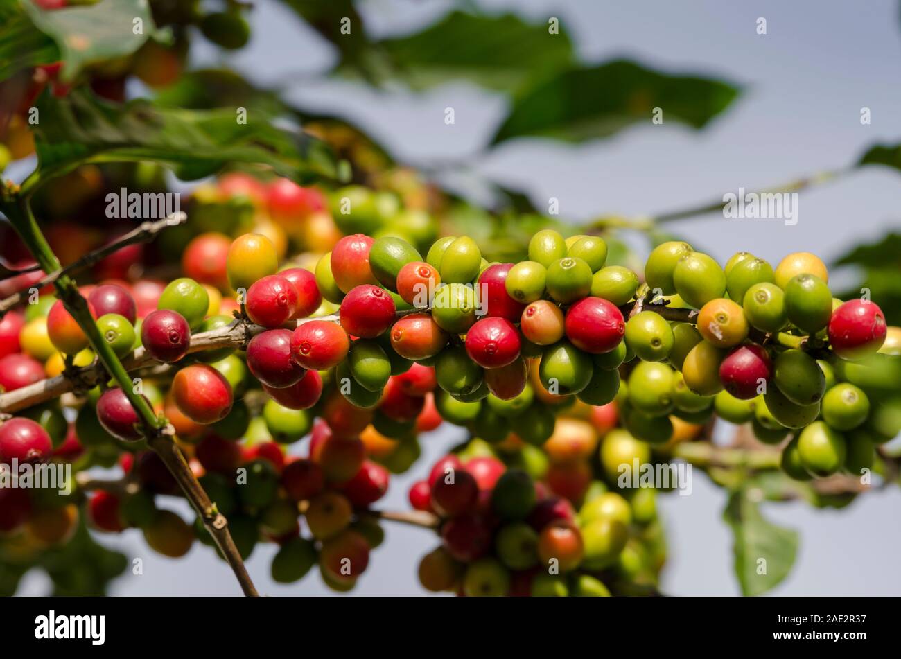 colored coffee berries on the coffee tree in brazil Stock Photo - Alamy