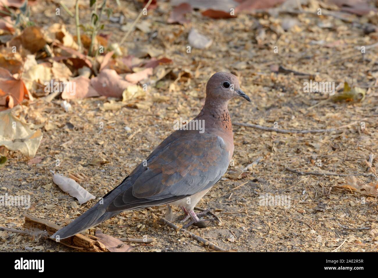 Laughing dove Spilopelia senegalensis a small pigeon feeding on the ...