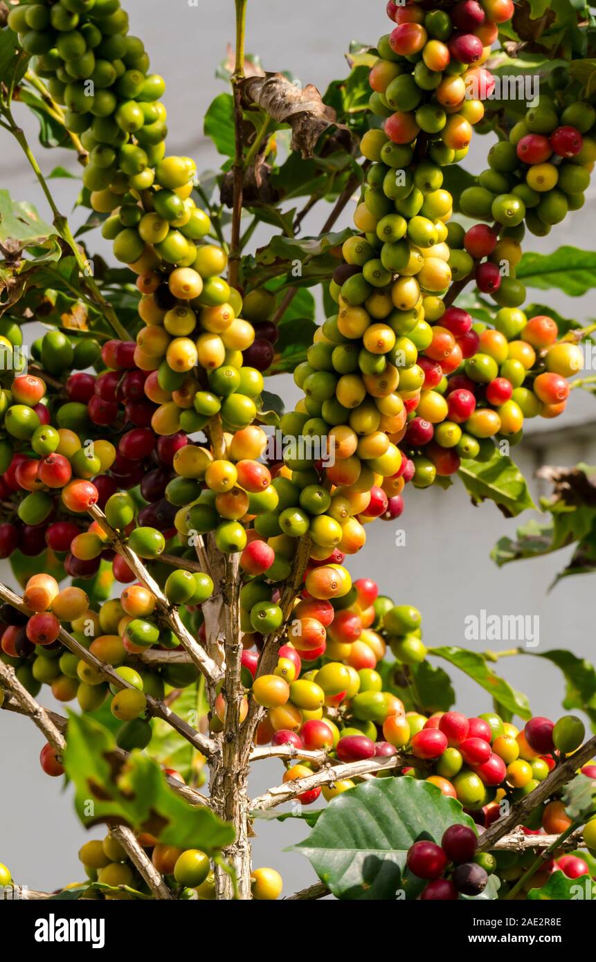 colored coffee berries on the coffee tree in brazil Stock Photo - Alamy