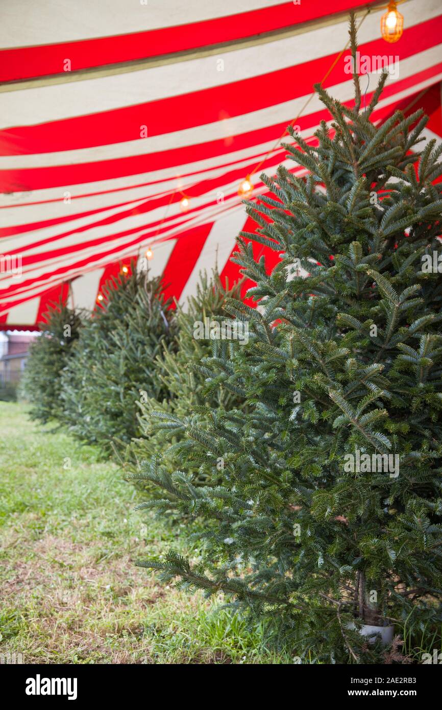 Christmas trees market. Choice of beautiful holiday trees Stock Photo ...