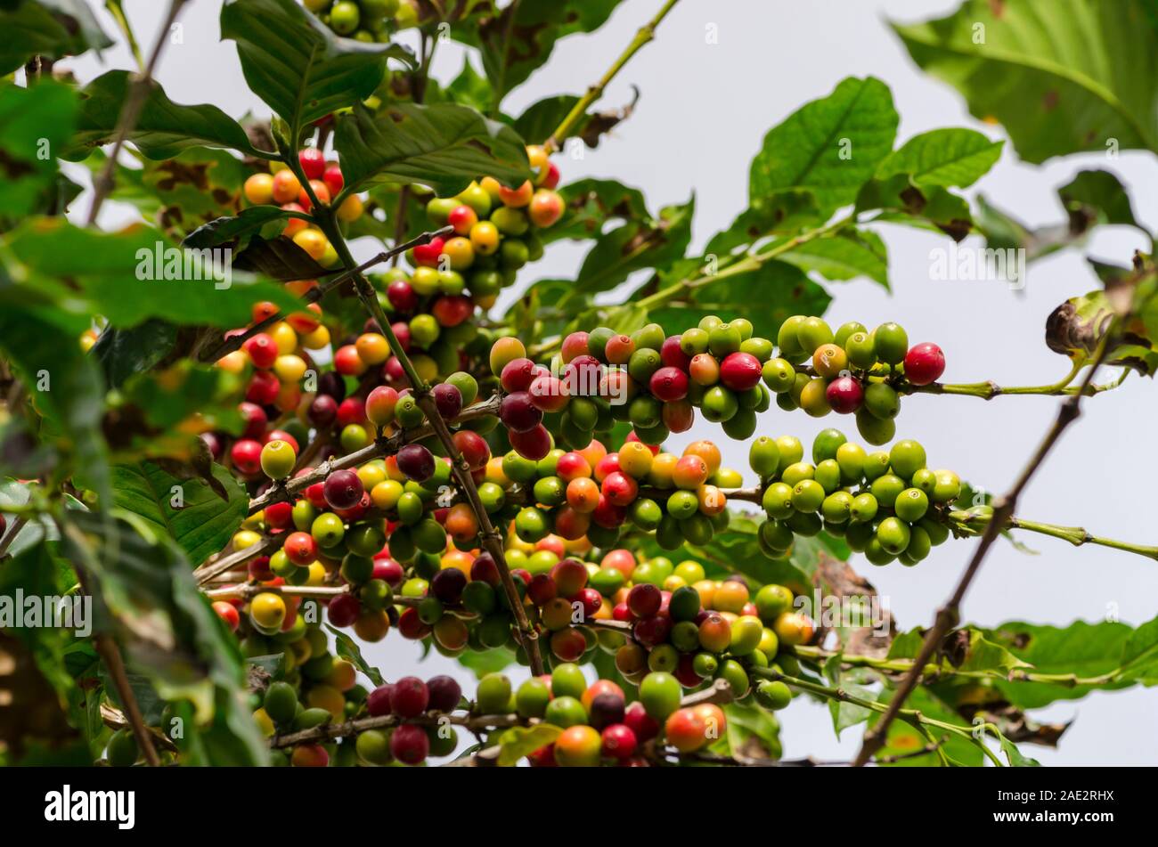 colored coffee berries on the coffee tree in brazil Stock Photo - Alamy