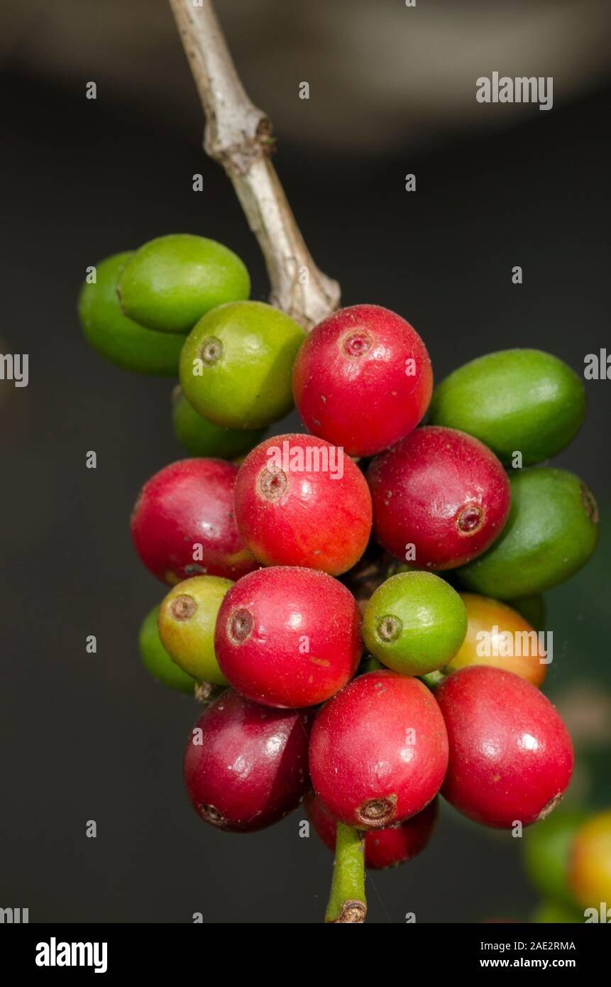 colored coffee berries on the coffee tree in brazil Stock Photo - Alamy