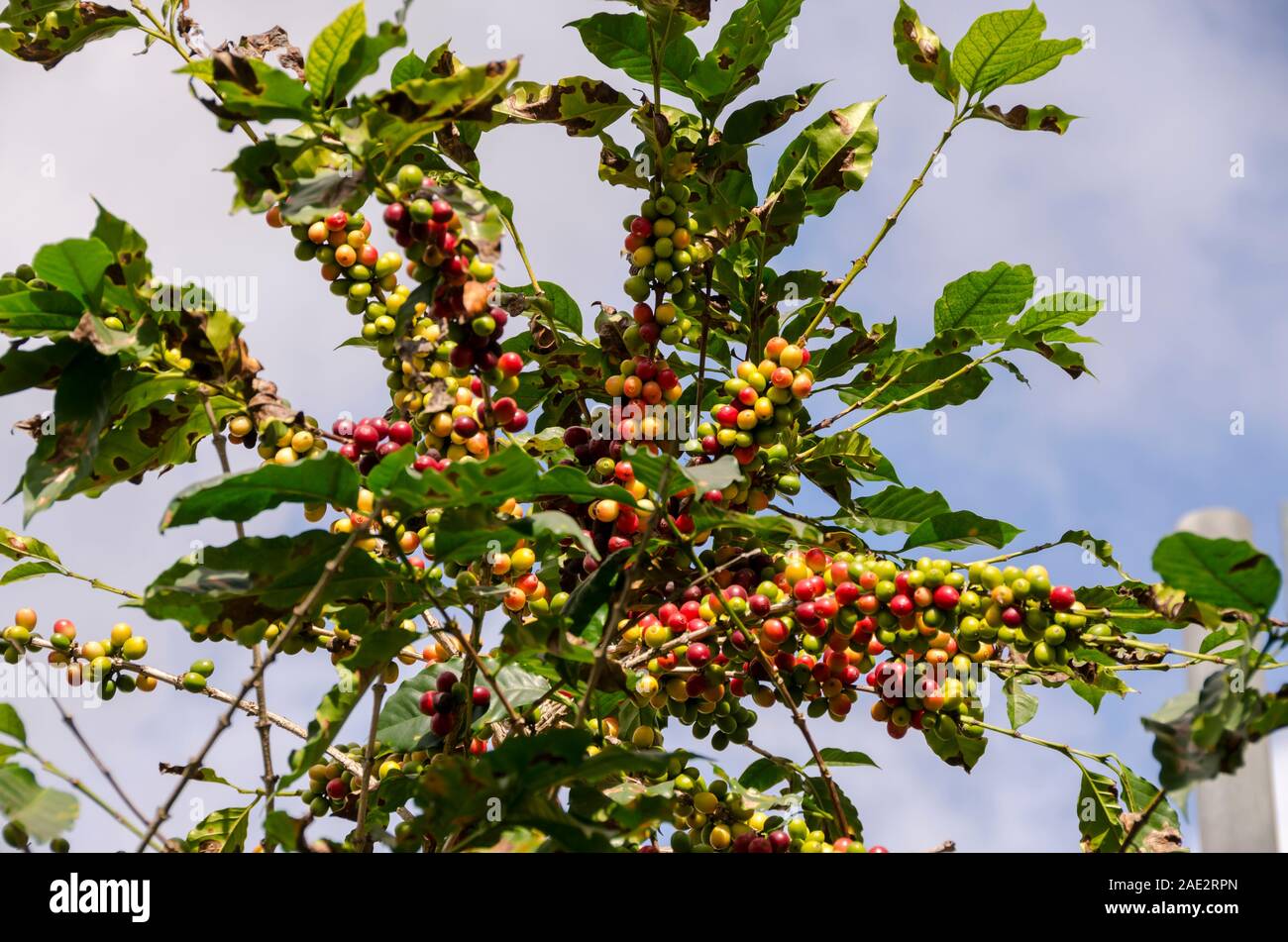 Grape tree brazil hi-res stock photography and images - Alamy