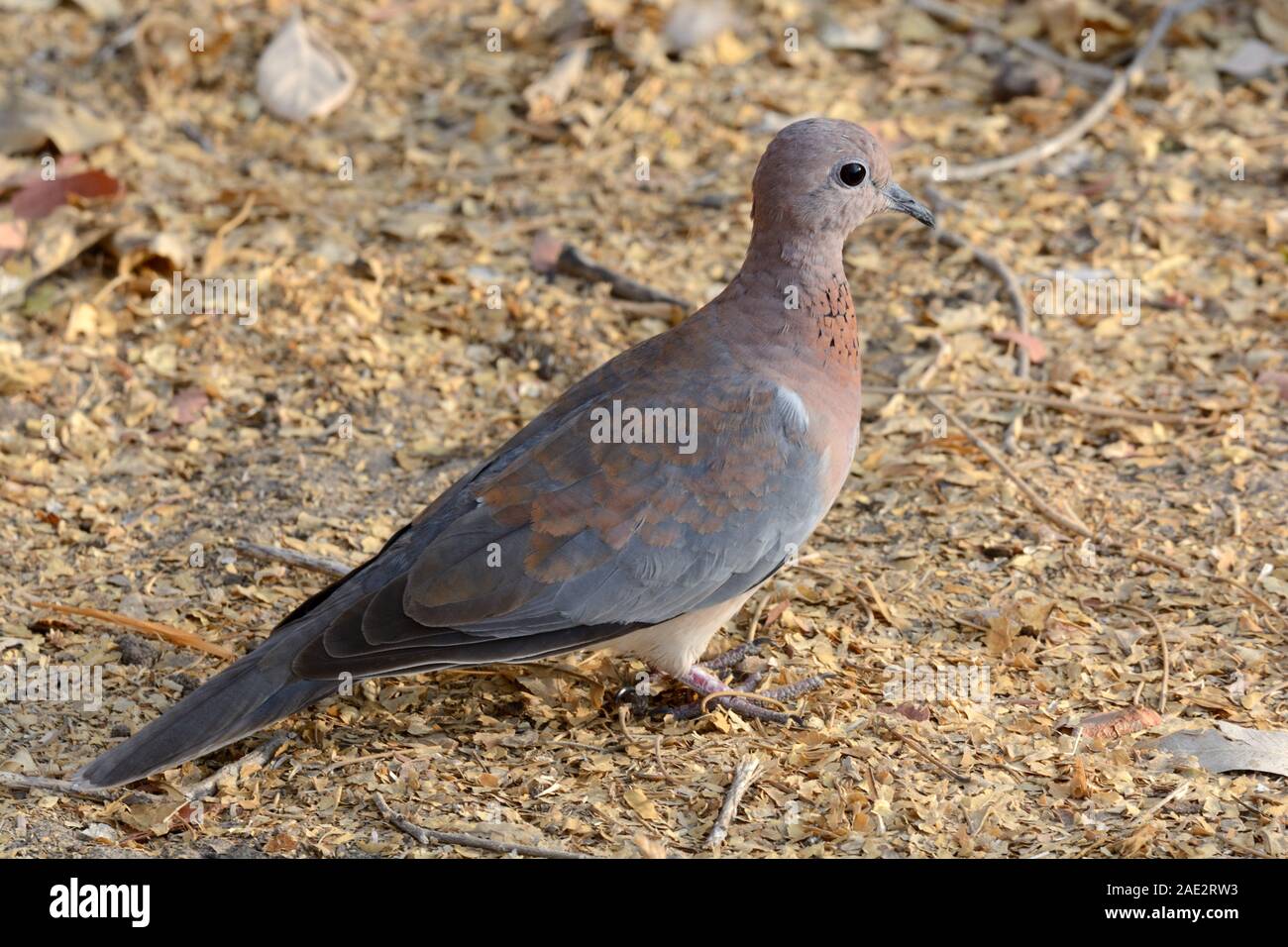 Laughing dove Spilopelia senegalensis a small pigeon feeding on the ...