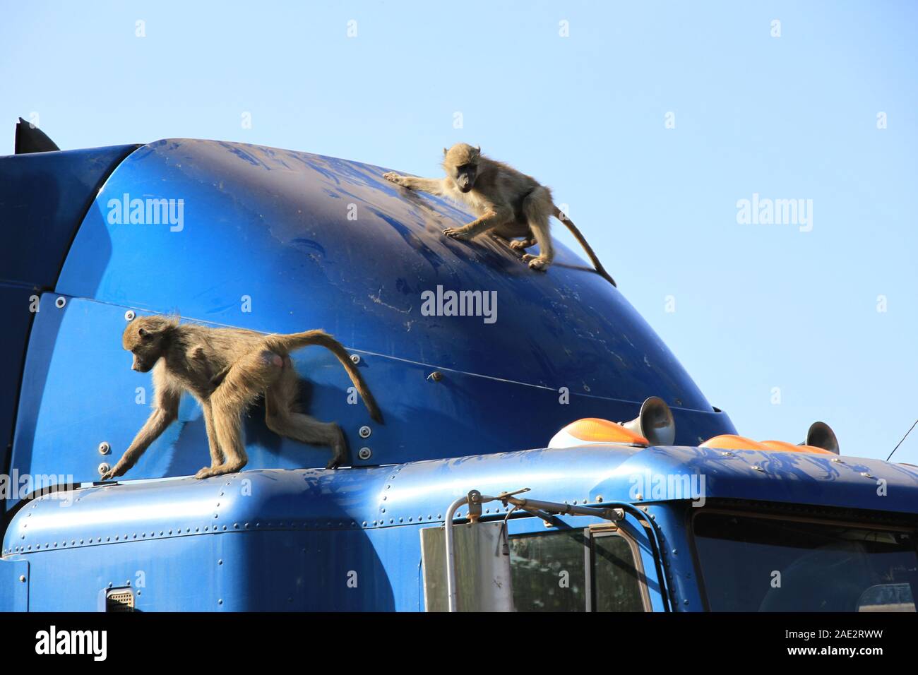 Worlds largest monkeys hi-res stock photography and images - Alamy