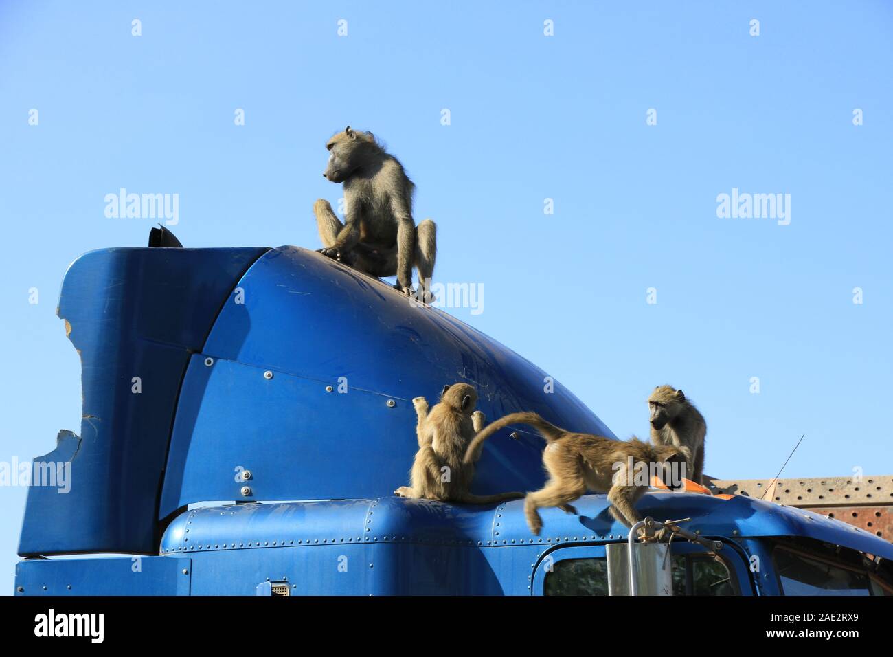 Worlds largest monkeys hi-res stock photography and images - Alamy