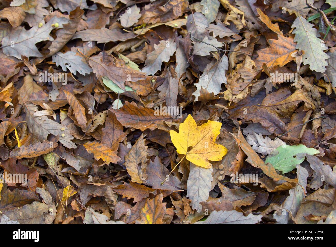 autumn leaves on ground Stock Photo - Alamy