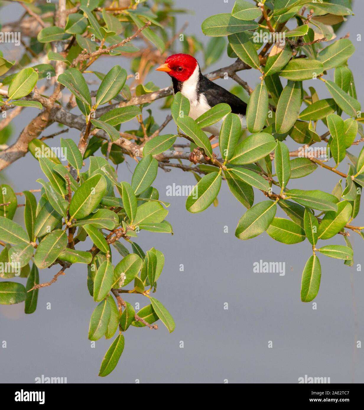 Yellow billed cardinal Stock Photo - Alamy