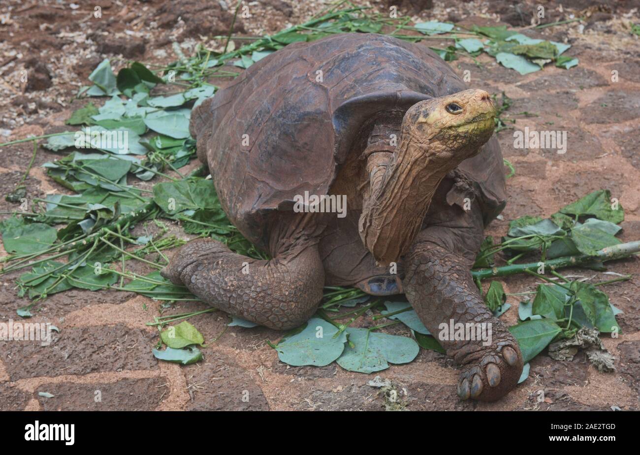 Galapagos giant tortoise (Chelonoidis nigra), Charles Darwin Research ...