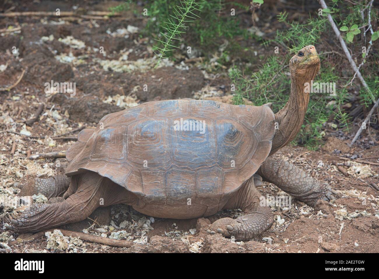 Galapagos giant tortoise (Chelonoidis nigra), Charles Darwin Research ...
