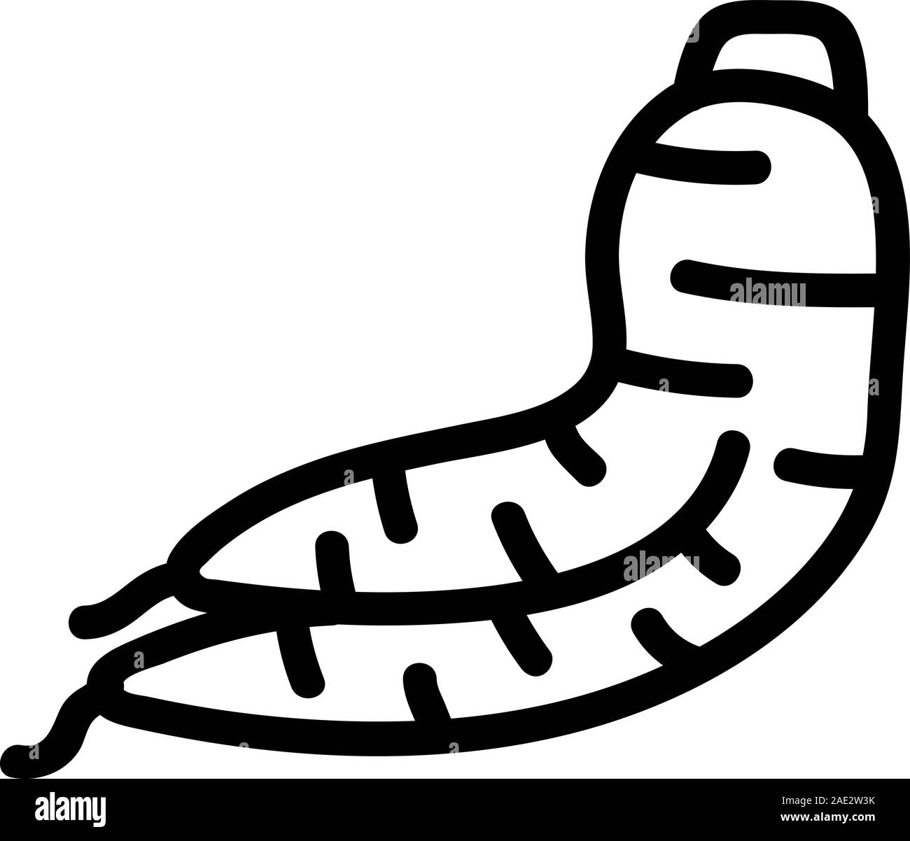 Root ginseng icon vector. Isolated contour symbol illustration Stock ...