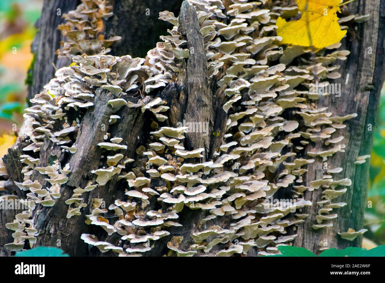 Nature in the fall season: a tree trunk infested with poly-pores, fungi ...